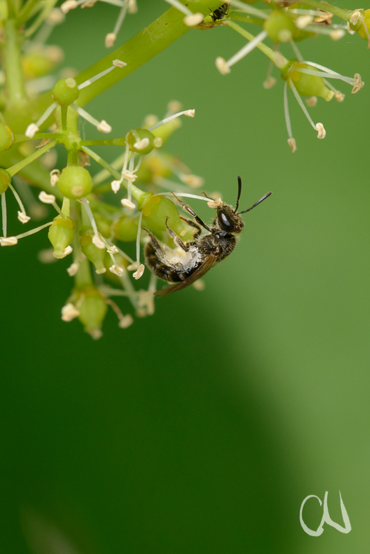 grape vine pollination – Natur. Wissenschaft. Fotografie.